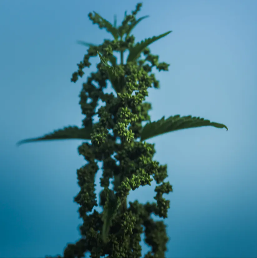 Protaflo – EnclaveBioactives